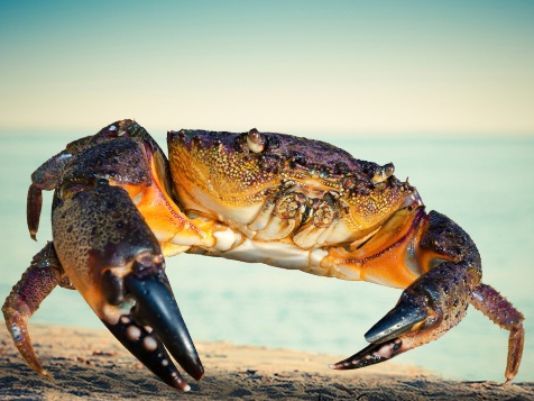Stone crabs – resilient and delicious – Leoma Lovegrove