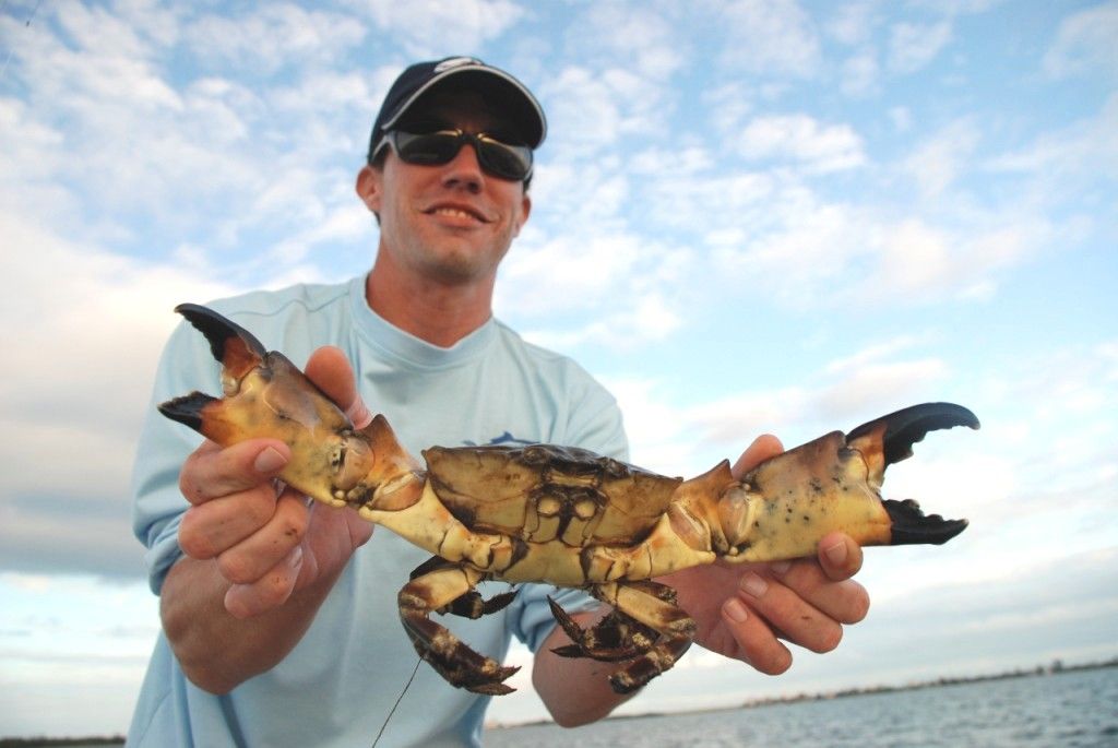 Stone crabs – resilient and delicious – Leoma Lovegrove