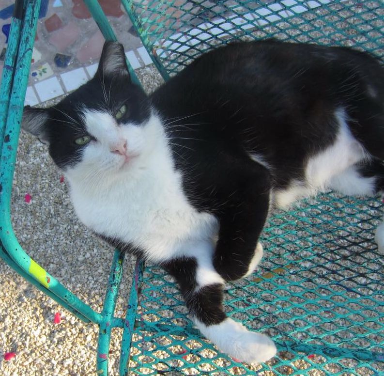 Hurray for the cats in our lives! – Leoma Lovegrove