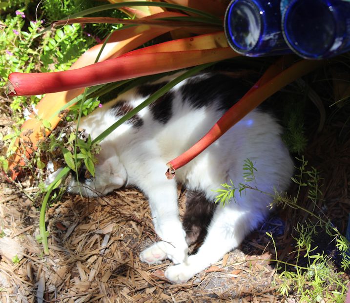 Hurray for the cats in our lives! – Leoma Lovegrove